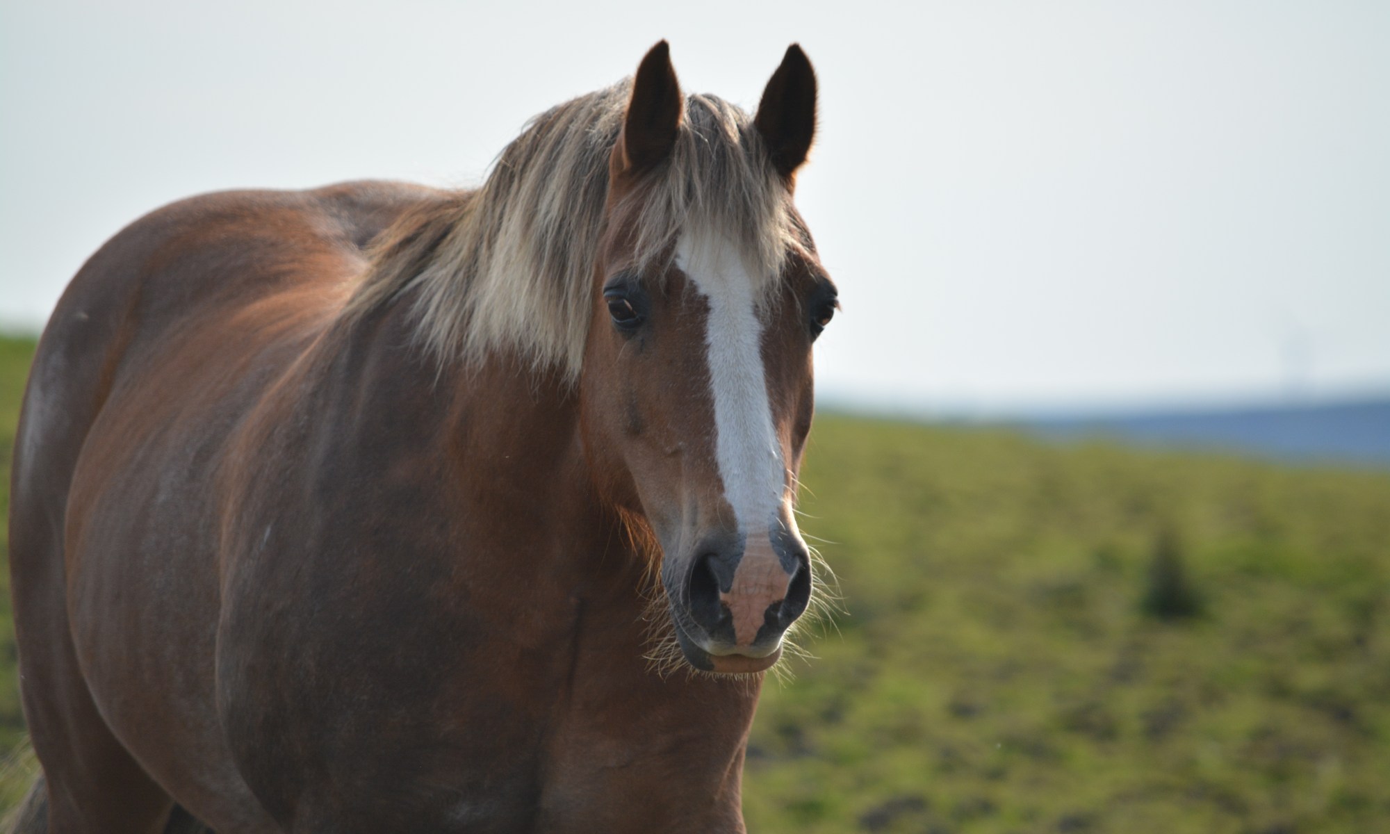 Liberty Challenge! – BBequines