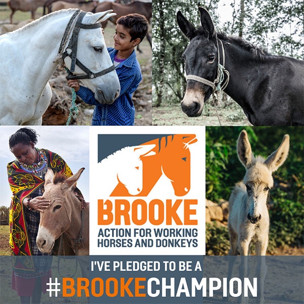 Become a Brooke Champion – BBequines