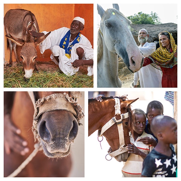 The Brooke Charity- Bulo’s Story – BBequines