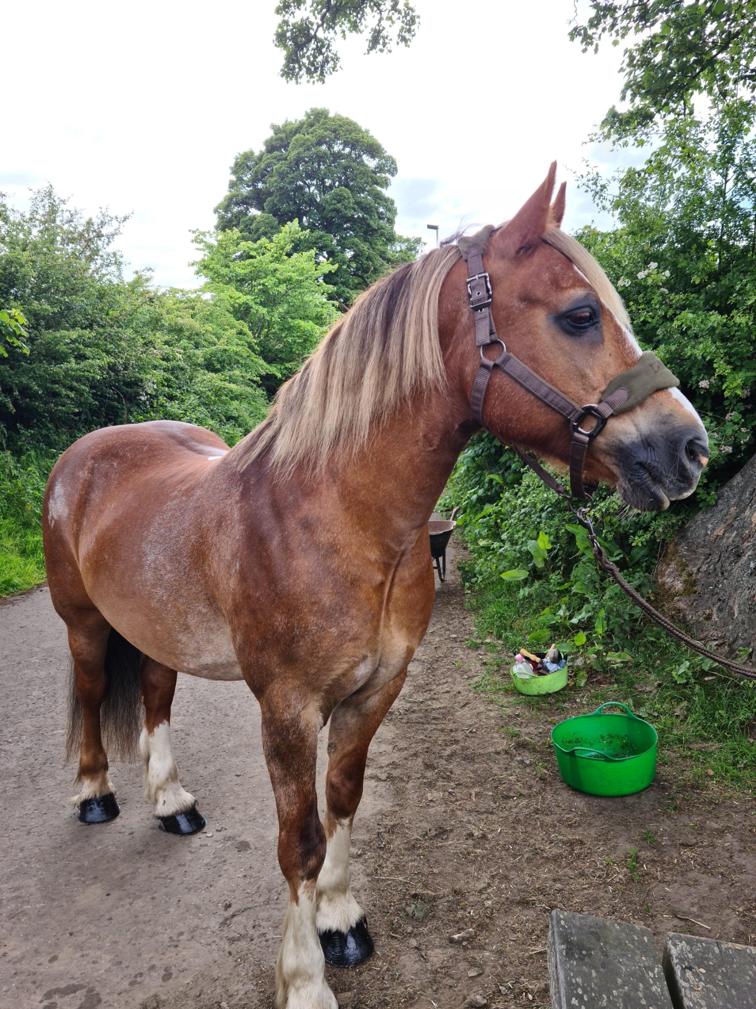 The BBequines- Bo and Flicka – BBequines