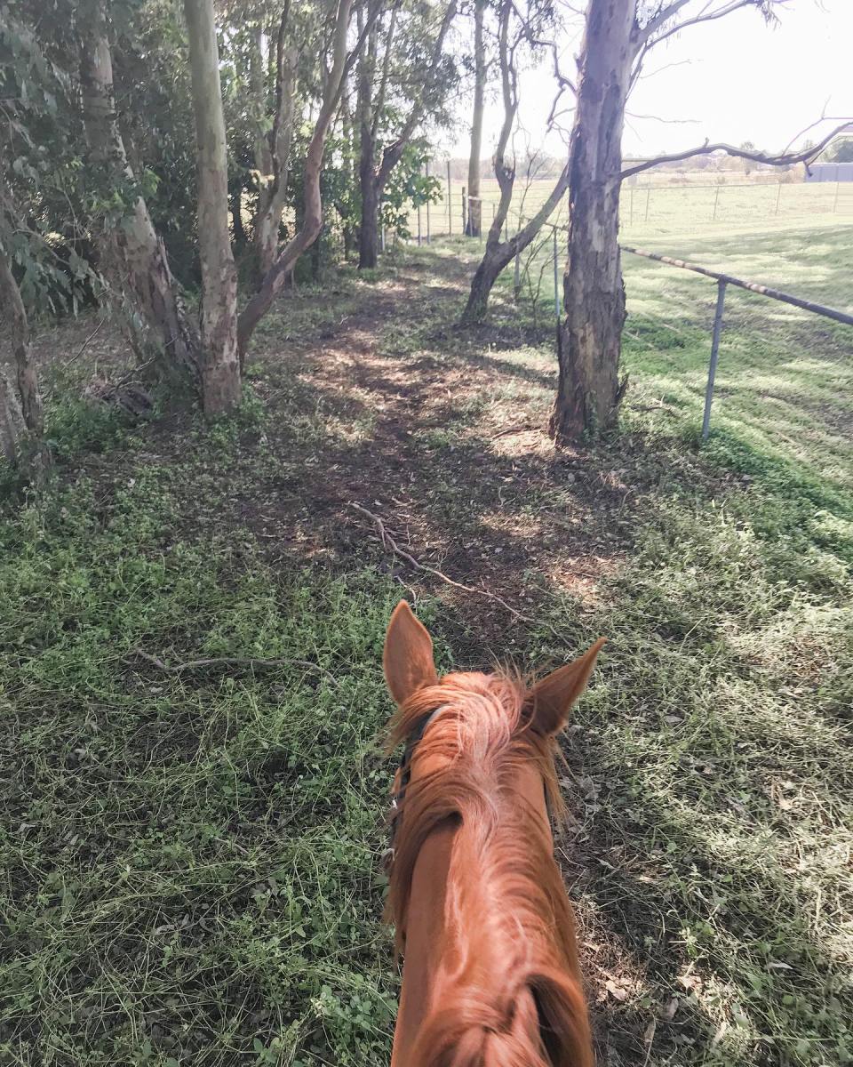 Introducing Echo- My New Share horse – BBequines