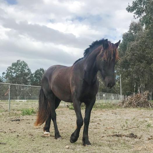 The BBequines- Bo and Bryni – BBequines