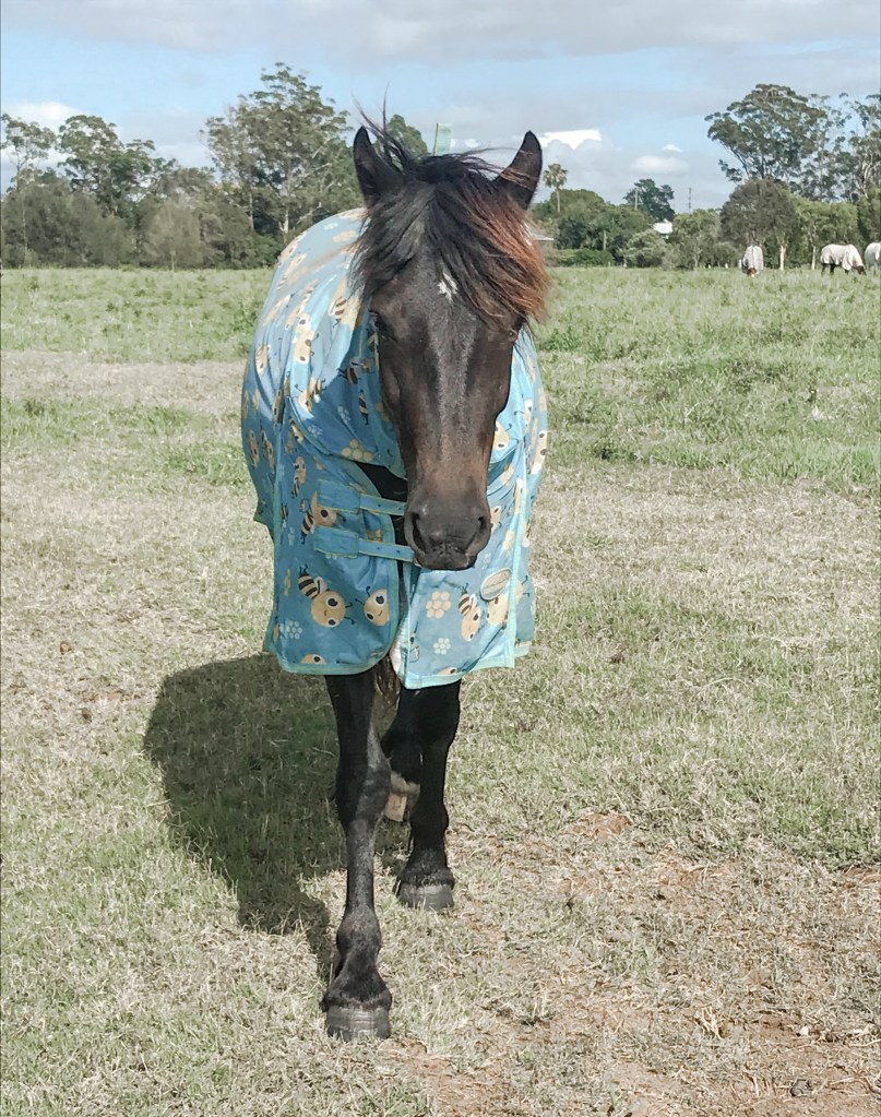 Bryni’s Training Plan – BBequines