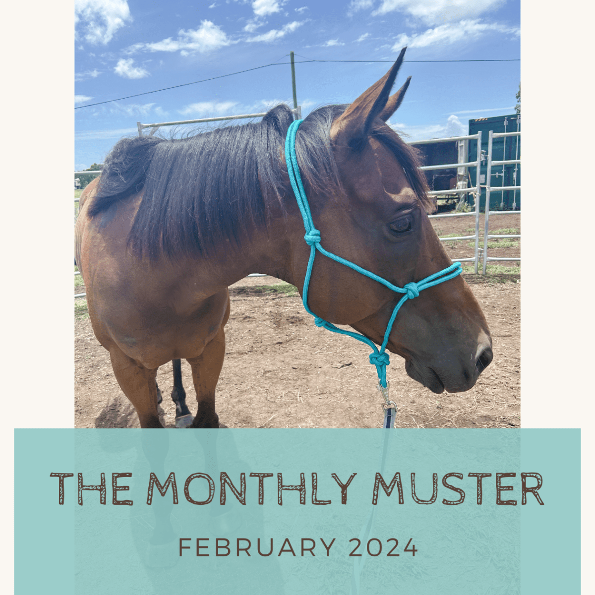 BBequines – Diary of an Amateur Equestrian