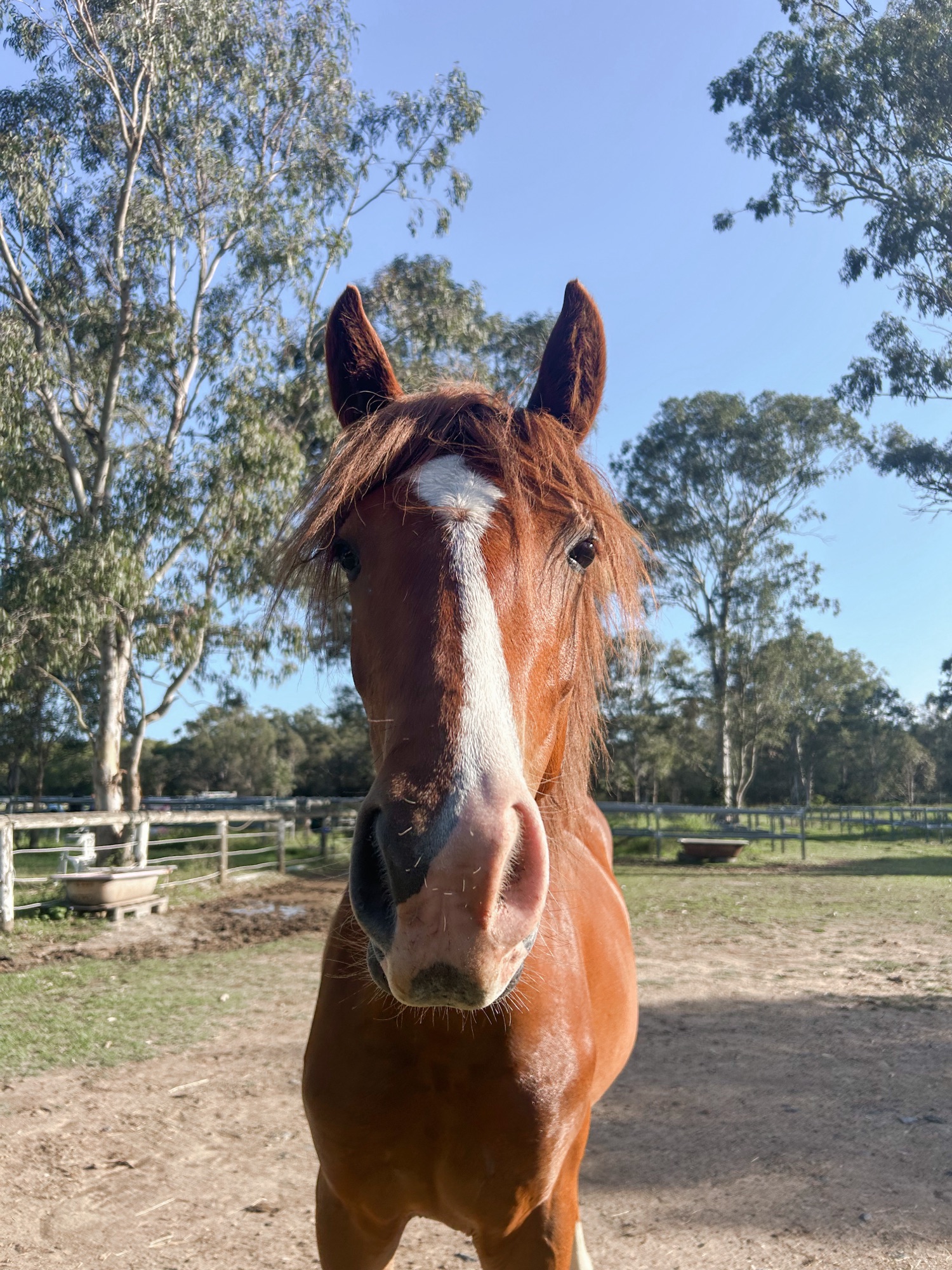 BBequines – Diary of an Amateur Equestrian on Maternity Leave